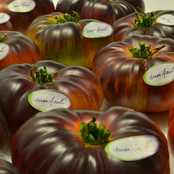 Tomate mar azul - Kg - Frutas Manuela